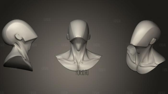 Основные формы и мышцы шеи - 3d stl модель для ЧПУ